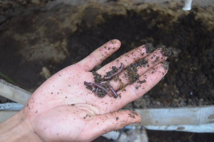 4 Fakta Vermikompos, Pupuk Organik yang Efektif Tingkatkan Kualitas ...