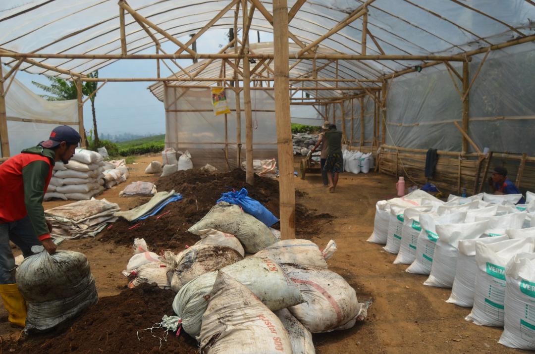 4 Fakta Vermikompos, Pupuk Organik yang Efektif Tingkatkan Kualitas ...